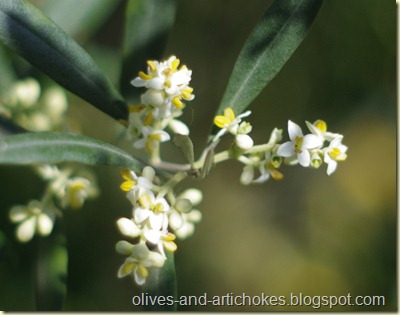 olives and artichokes - a Mediterranean garden: Olive flowers
